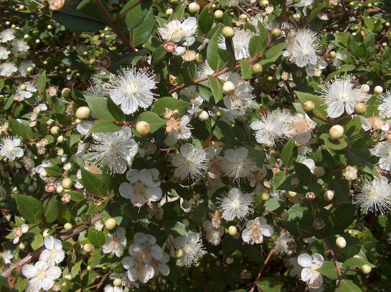 Myrtle: The Provenance and Meaning of a Plant – Biodiversity Heritage ...