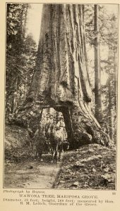 Galen Clark: The Guardian of Yosemite – Biodiversity Heritage Library