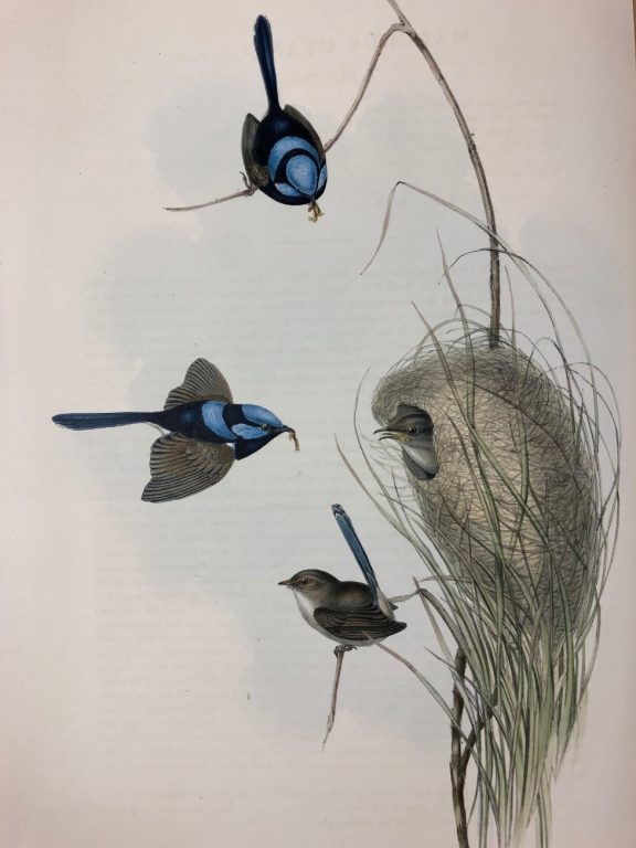 Elizabeth Gould: An Accomplished Woman – Biodiversity Heritage Library