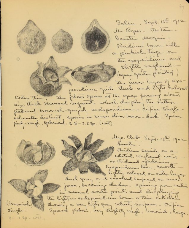 Henrietta Page sketchbook of fungi drawings – Biodiversity Heritage Library
