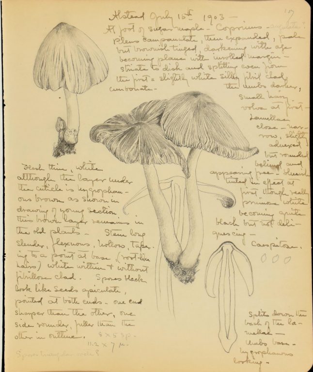 Henrietta Page sketchbook of fungi drawings – Biodiversity Heritage Library