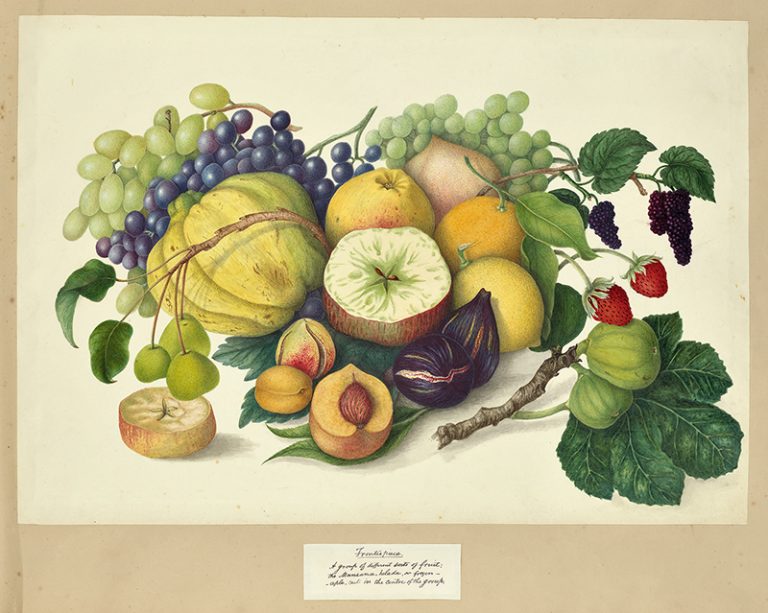 Dorothea Eliza Smith: Resilient Botanical Illustrator – Biodiversity ...