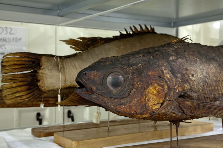 Getting Fishy with BHL: Empowering Discoveries and Connections Around ...