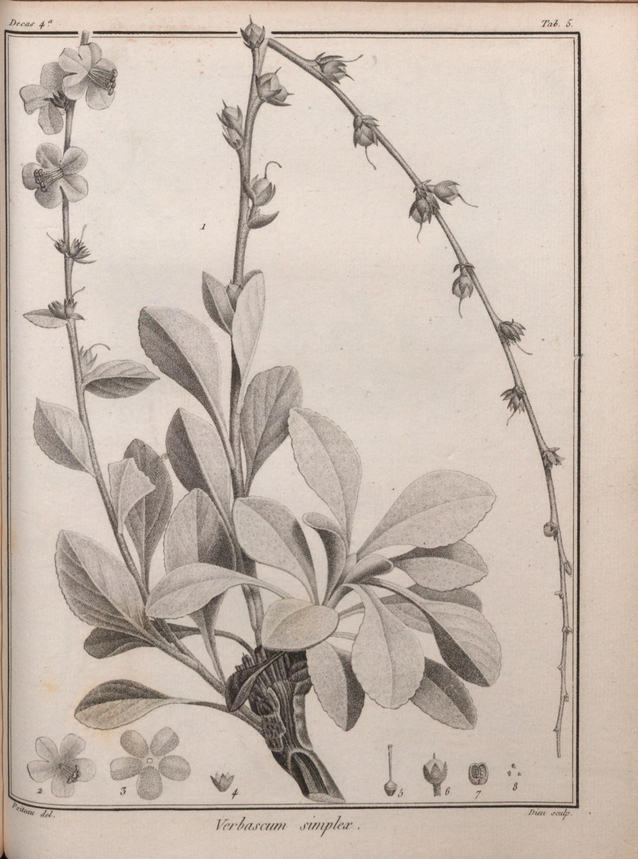 Labillardière and the Botany of the Levant – Biodiversity Heritage Library