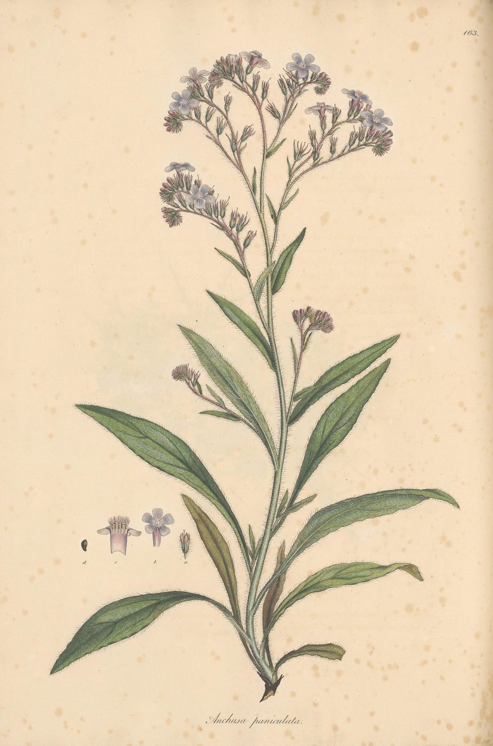 Flora Graeca: “The Most Costly and Beautiful Book Devoted to Any Flora ...