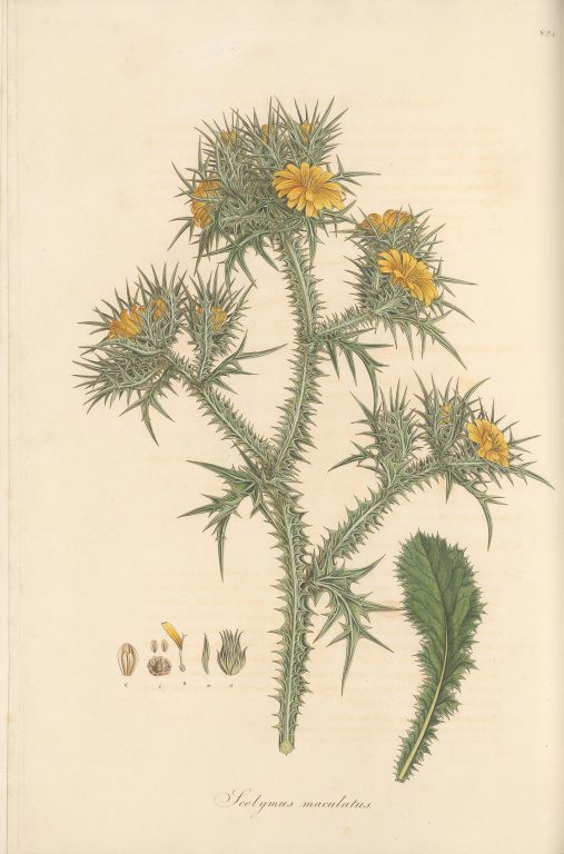 Flora Graeca: “The Most Costly and Beautiful Book Devoted to Any Flora ...