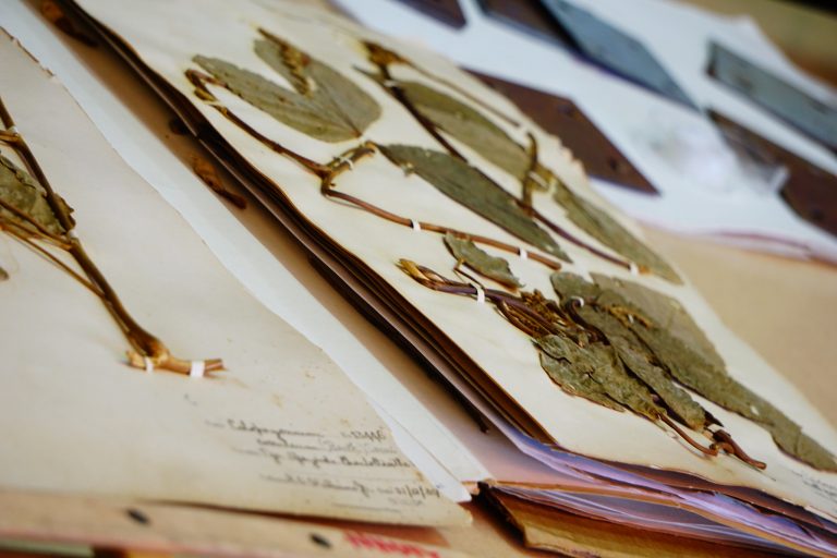 GBIF to Host a Virtual Workshop on “Advancing the Catalogue of the ...