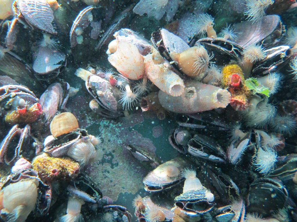 Empowering Research on Marine Bioinvasions to Support Conservation of ...