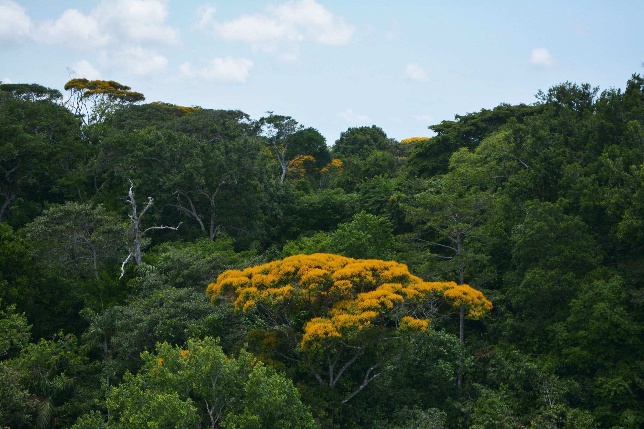 Hidden Biodiversity: Exploring Neotropical Fungus Weevils With the Help ...