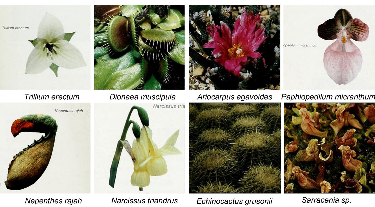 Plant Trade and Medicinal Plants in Asia – Biodiversity Heritage Library