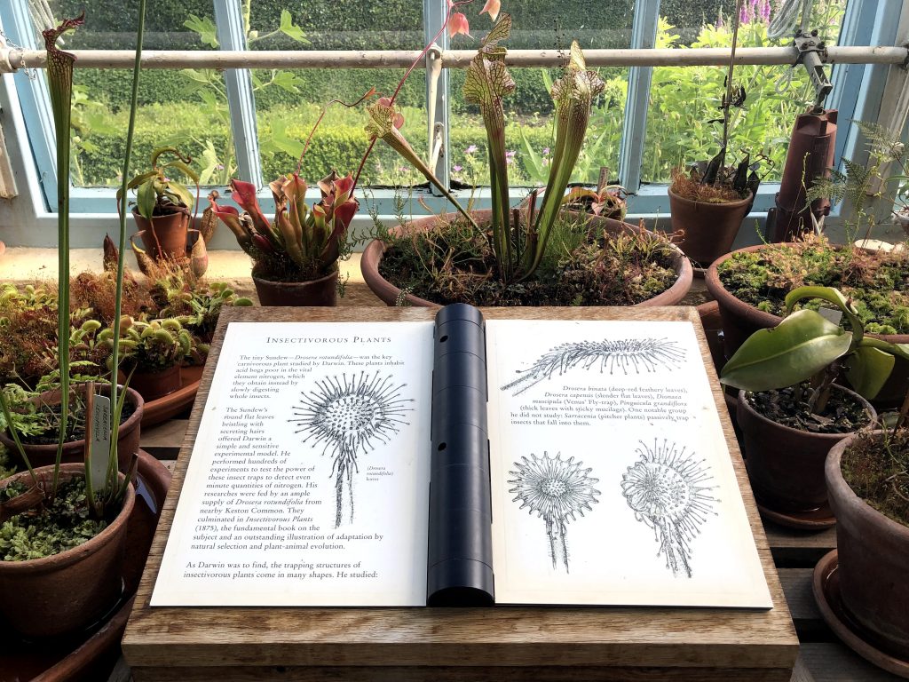 From Poetry to Pulp Fiction: Carnivorous Plants in Popular Culture ...